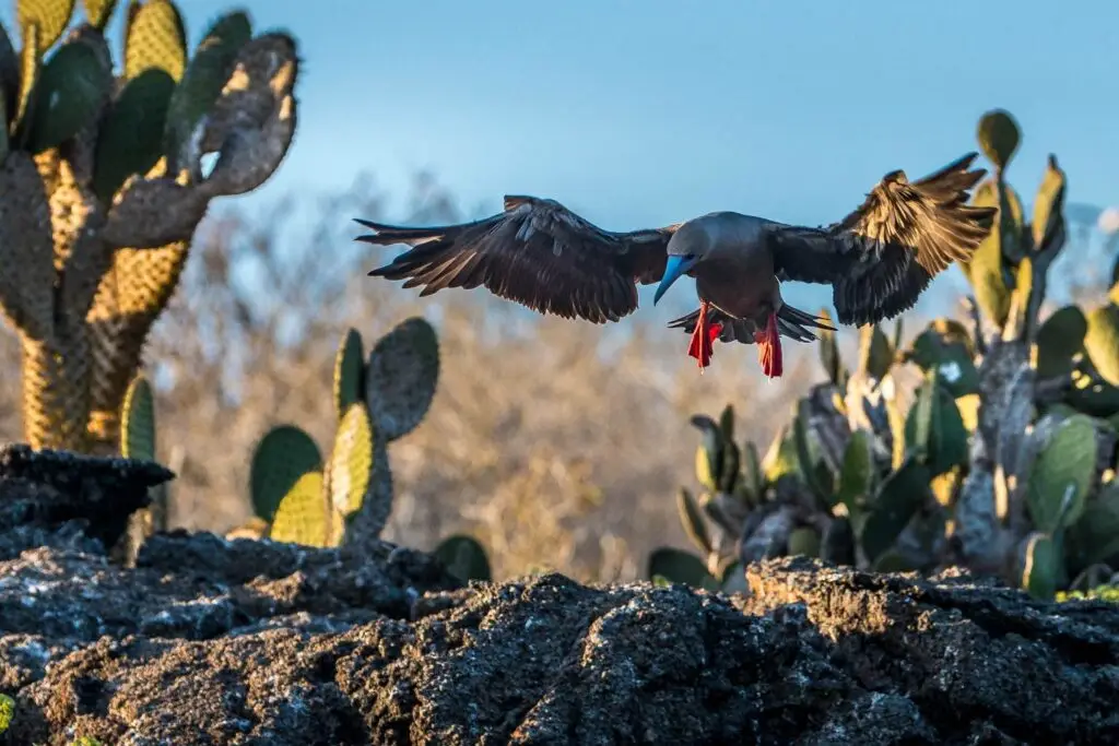 Explora los 15 animales imperdibles de las Islas Galápagos