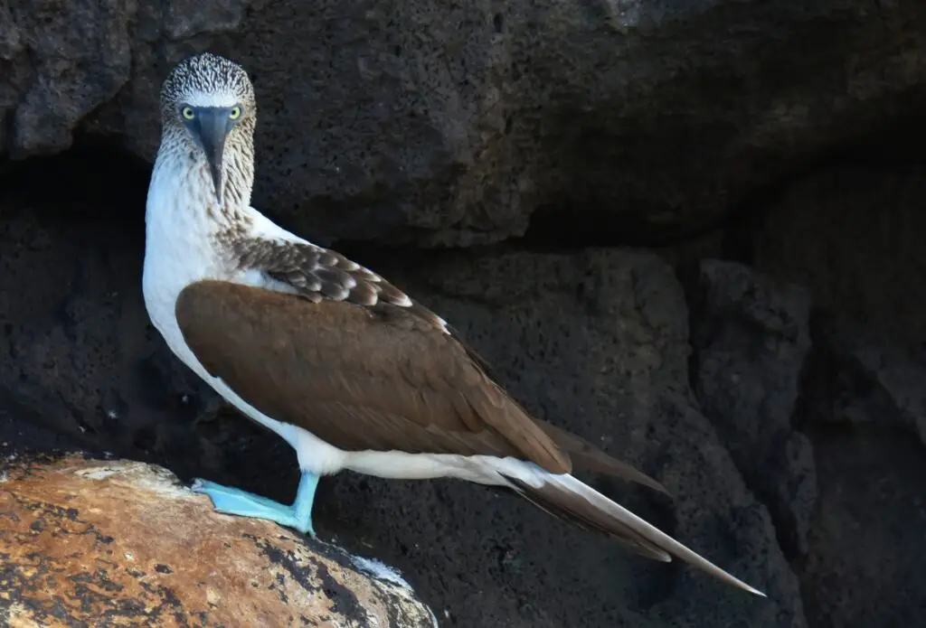 Explora los 15 animales imperdibles de las Islas Galápagos