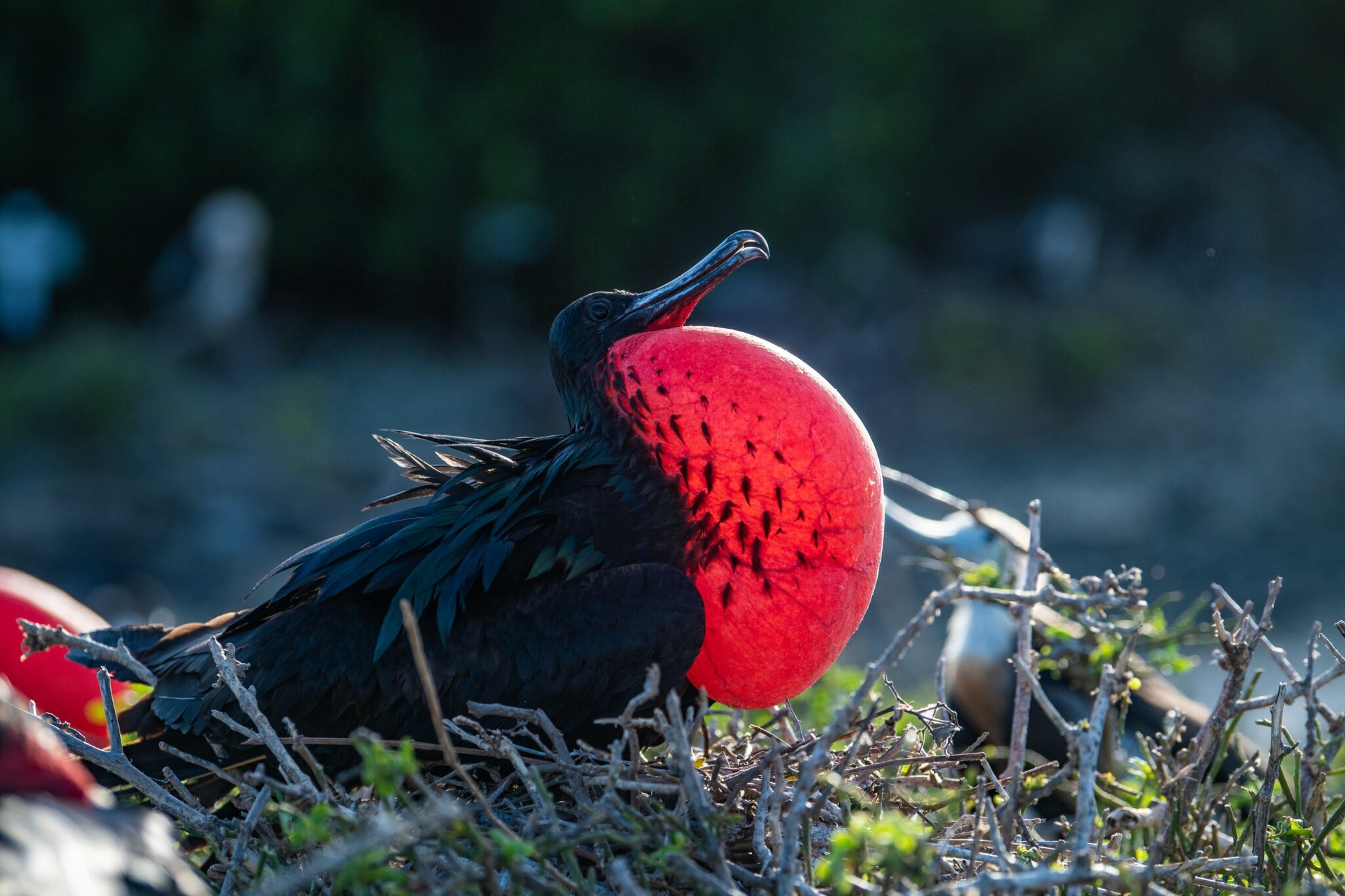 Explora los 15 animales imperdibles de las Islas Galápagos