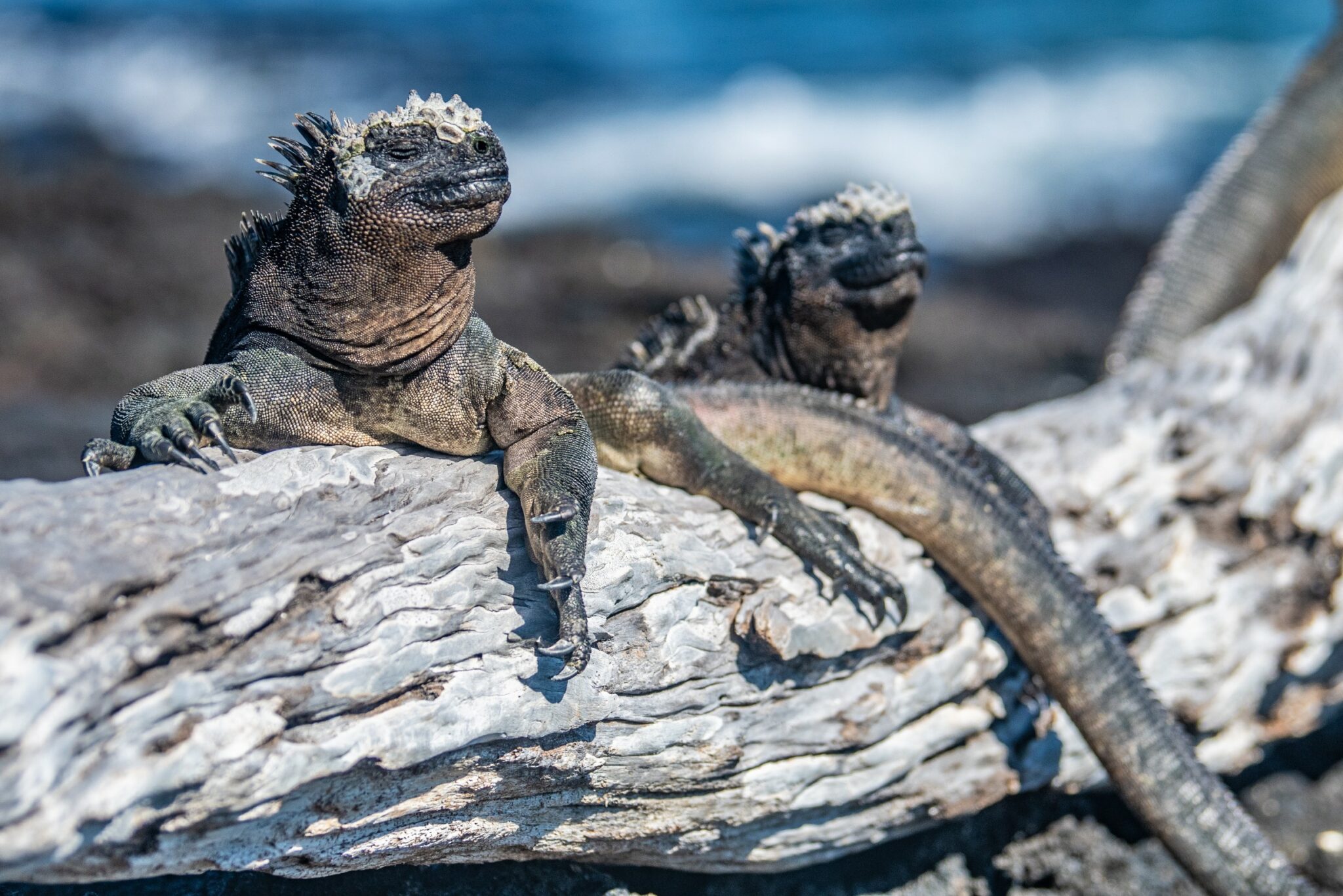Explora los 15 animales imperdibles de las Islas Galápagos