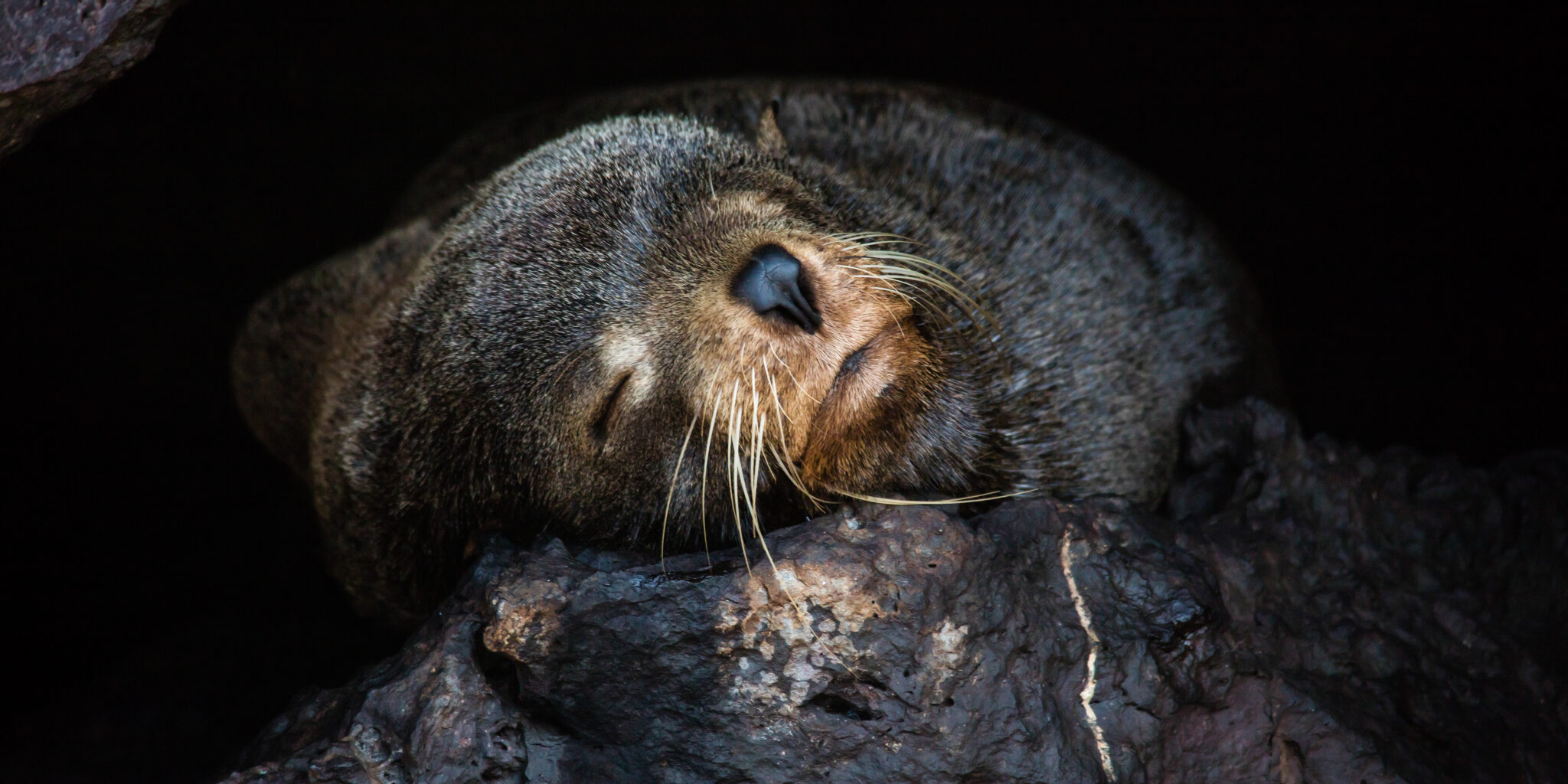 Explora los 15 animales imperdibles de las Islas Galápagos