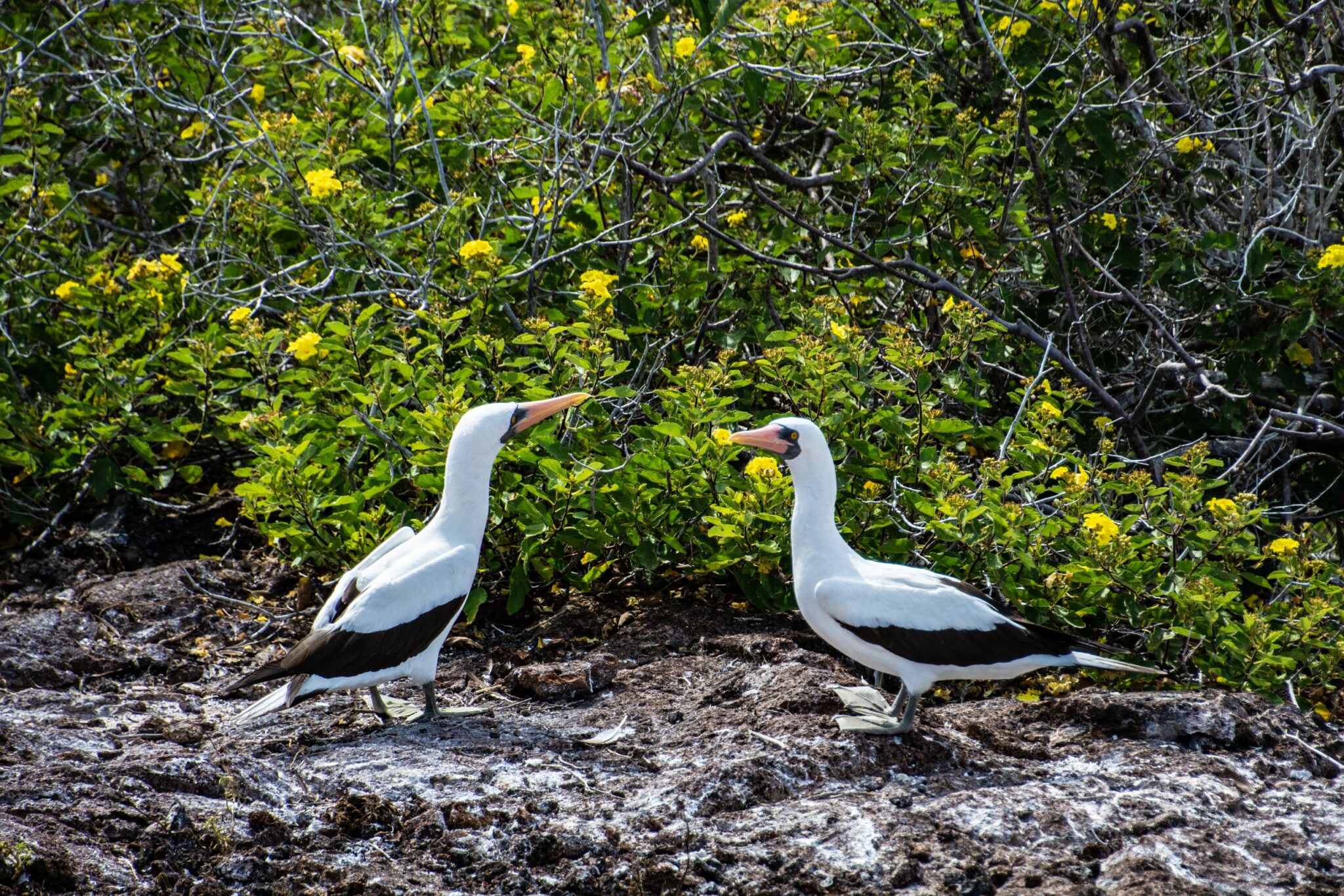Explora los 15 animales imperdibles de las Islas Galápagos