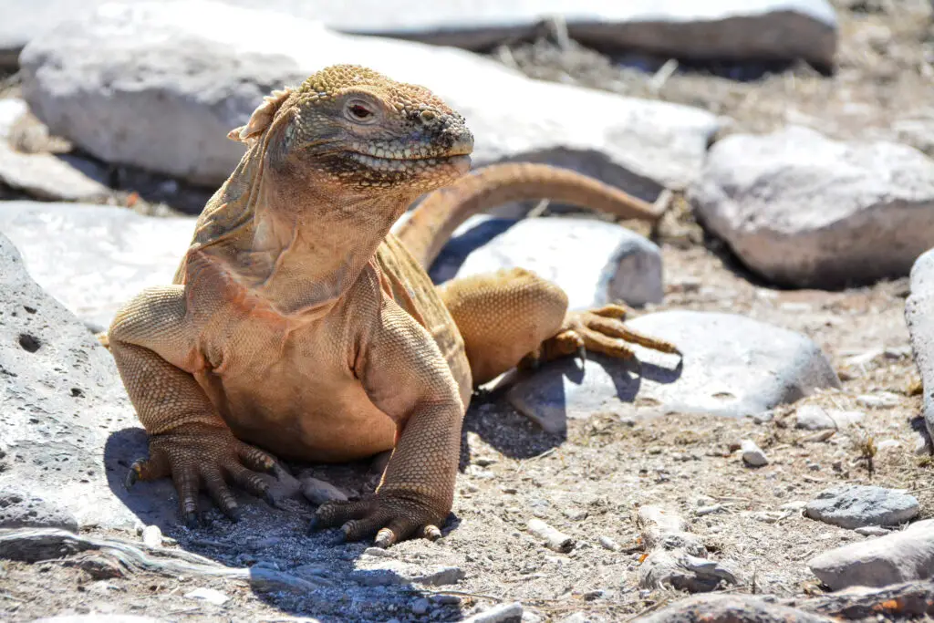 Explora los 15 animales imperdibles de las Islas Galápagos