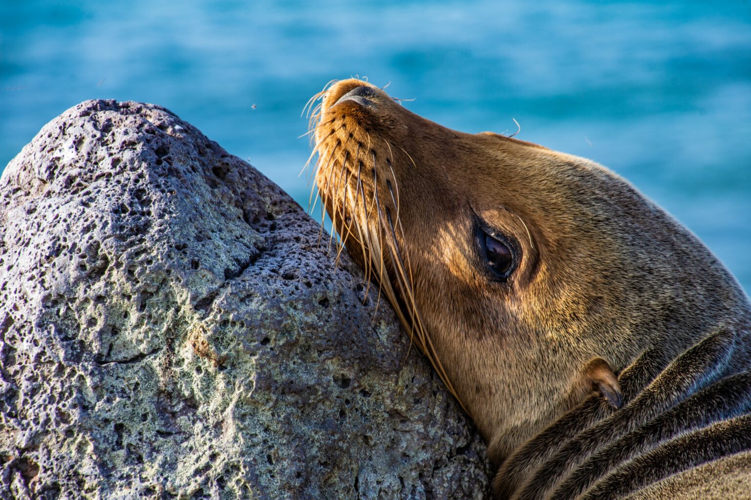 Explora los 15 animales imperdibles de las Islas Galápagos