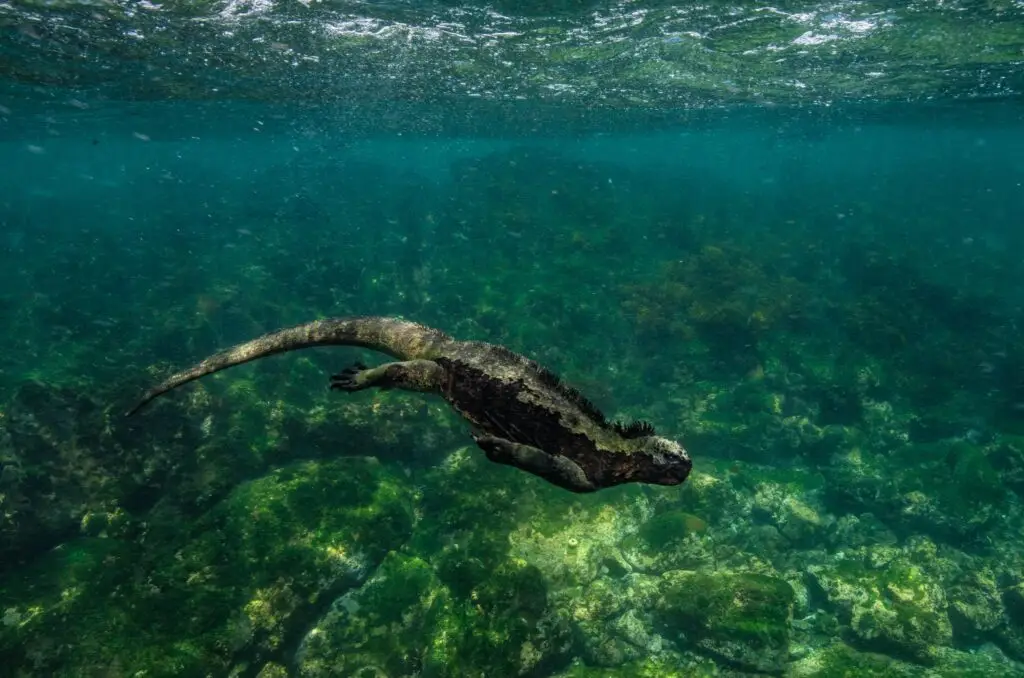 Explora los 15 animales imperdibles de las Islas Galápagos